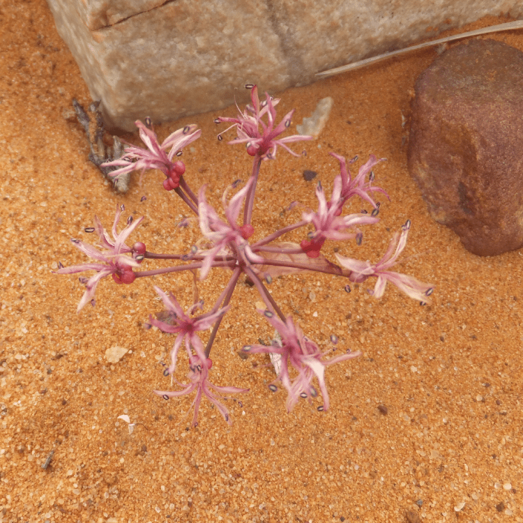 The Succulent Karoo Biome – TANKWA