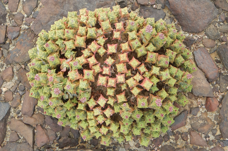 The Succulent Karoo Biome – TANKWA