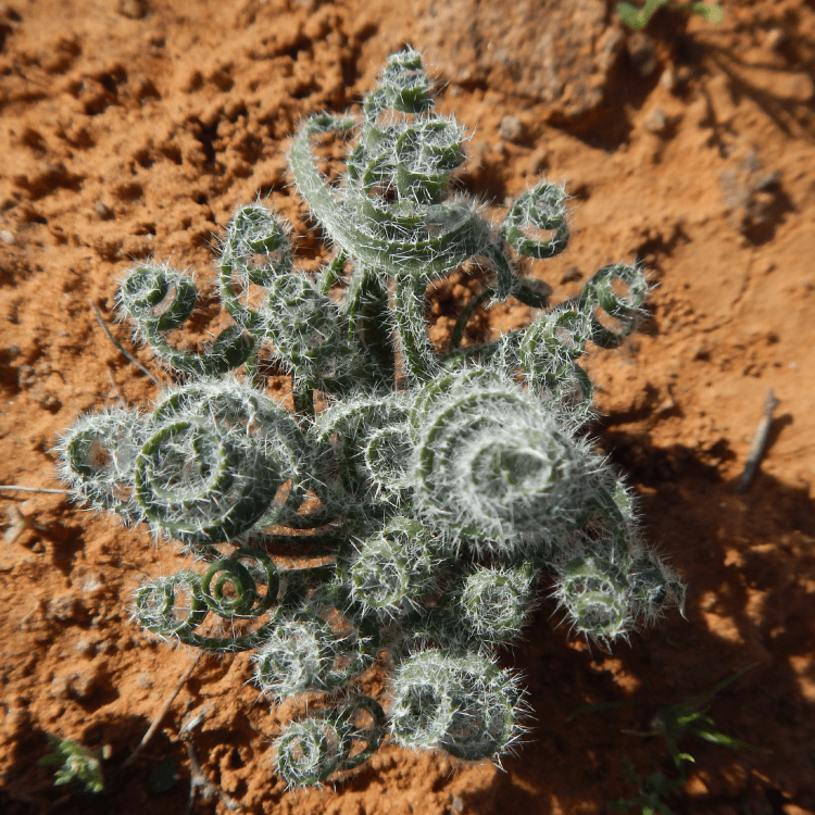 The Succulent Karoo Biome – TANKWA