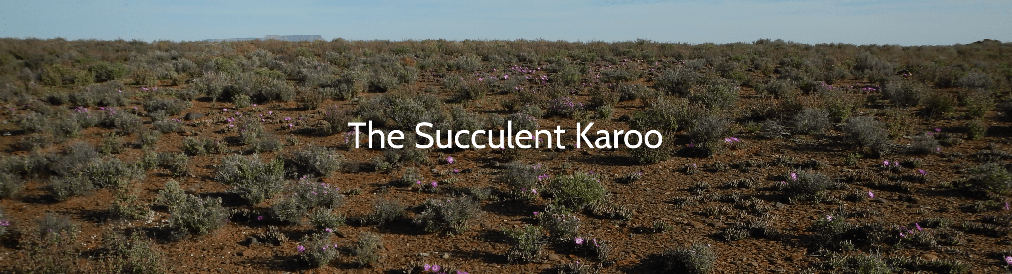 The Succulent Karoo Biome – TANKWA